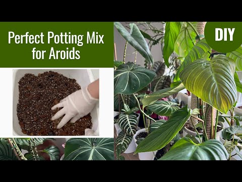 Soil-Free Aroid Potting Mix: The Best DIY Recipe for Healthy Aroid Plants