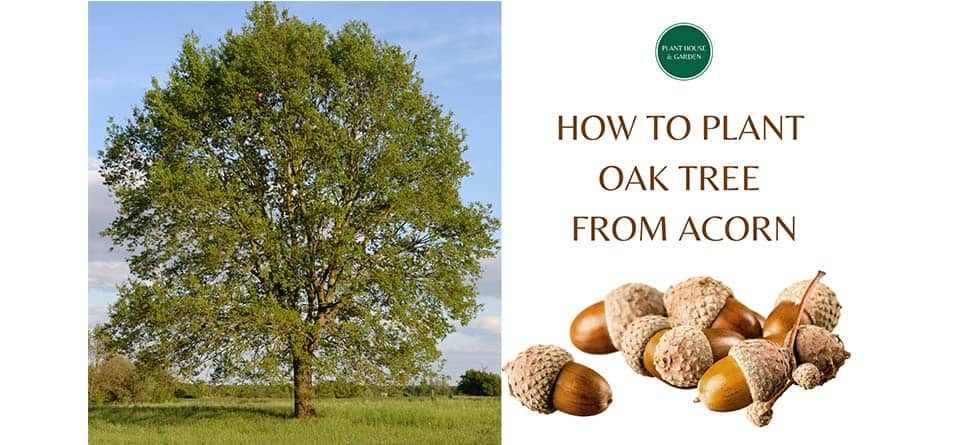 How to plant Oak Tree from Acorn