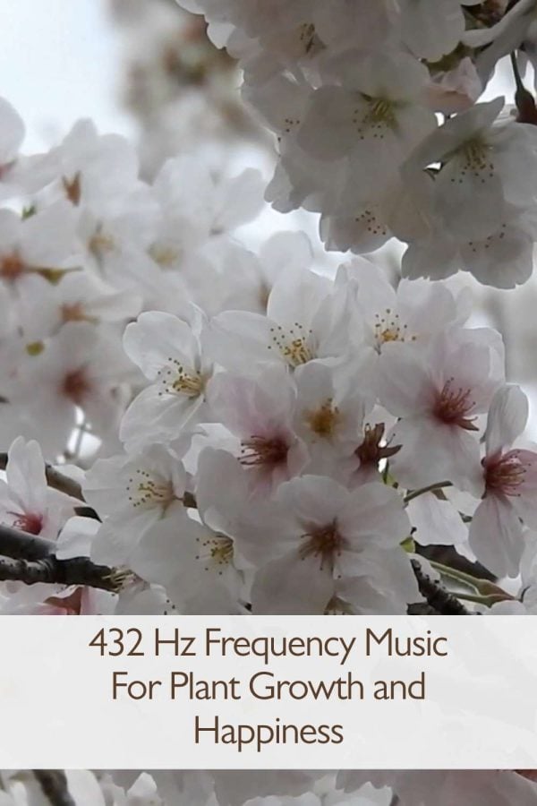 432 Hz Frequency Music for Plant Growth and Happiness