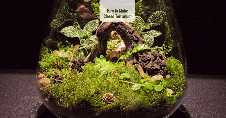 How to Make Closed Terrarium: Guide with Moss & Houseplants