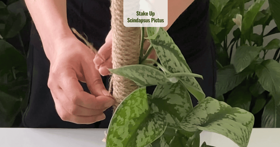 Soil-Free Aroid Potting Mix: The Best DIY Recipe for Healthy Aroid Plants