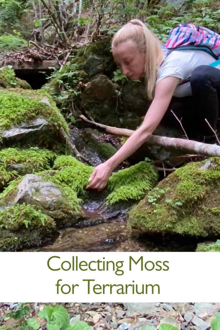 Collecting Moss for Terrarium: Complete Guide to Find & Prepare Moss