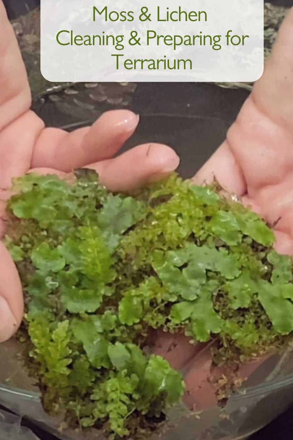 How to Clean and Prepare Moss and Lichen for Making Terrarium