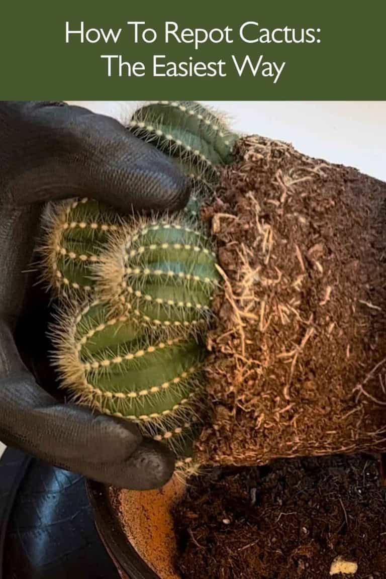 How to Repot Cactus: Step-by-Step Guide for Healthy Growth