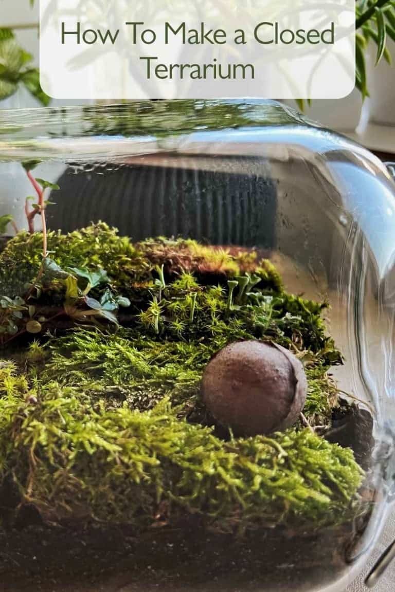 How to Make a Closed Terrarium: Easy Step-by-Step Guide