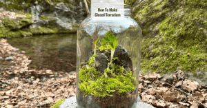 How to Make Native Terrarium: Easy Step-by-Step Guide