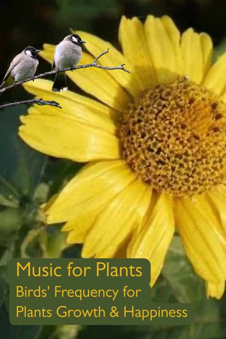 Music for Plants Growth with Birds' Frequency - Plant Boost