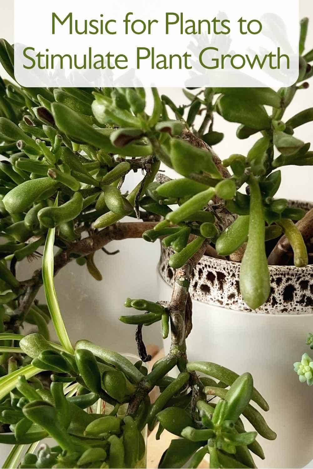 Music for Plants to Stimulate Plant Growth- Boost Happiness