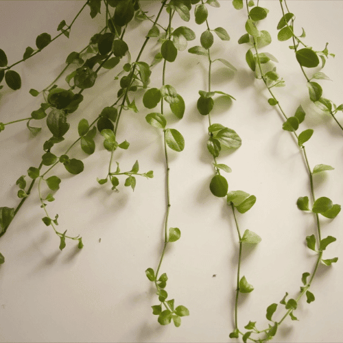 Top 7 Plants for Closed Terrarium That Will Thrive