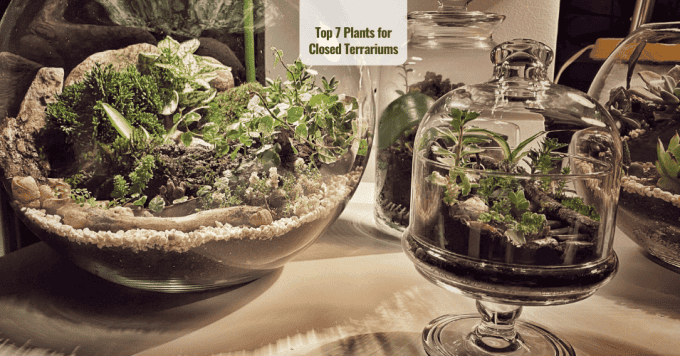 How to Make a Closed Terrarium: Easy Step-by-Step Guide