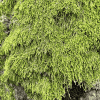 Moss Identification Guide: Learn to Identify Common Moss Types