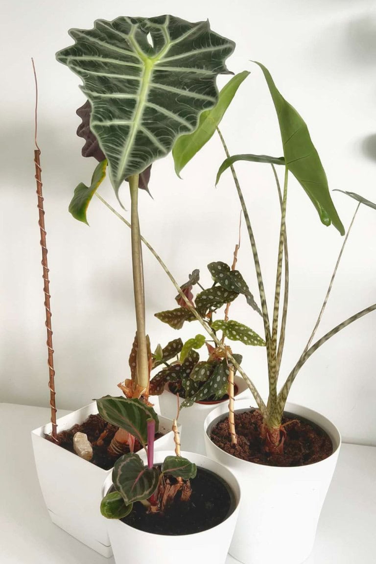 Electroculture for Houseplants: Build a Copper Antenna (Step-by-Step)