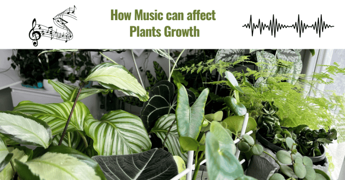 Why 432 Hz Frequency Is Changing How We Heal Plants and Ourselves