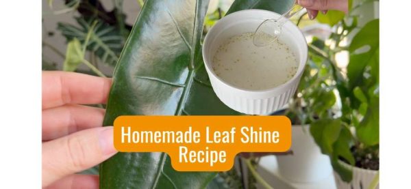 Easy Leaf Shine Recipe for Healthy, Shiny Houseplants