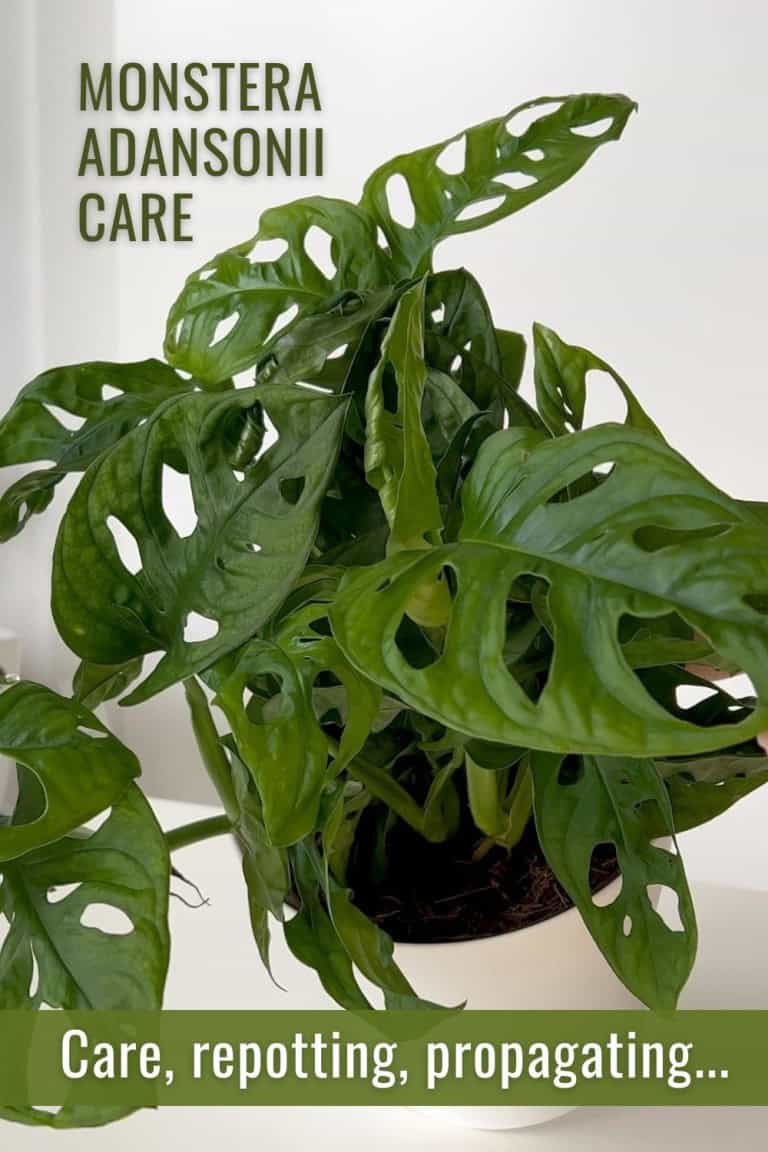 Monstera Adansonii Care: Growing a Healthy Swiss Cheese Plant