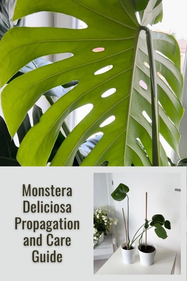 Monstera Deliciosa Propagation and Care: Complete Guide