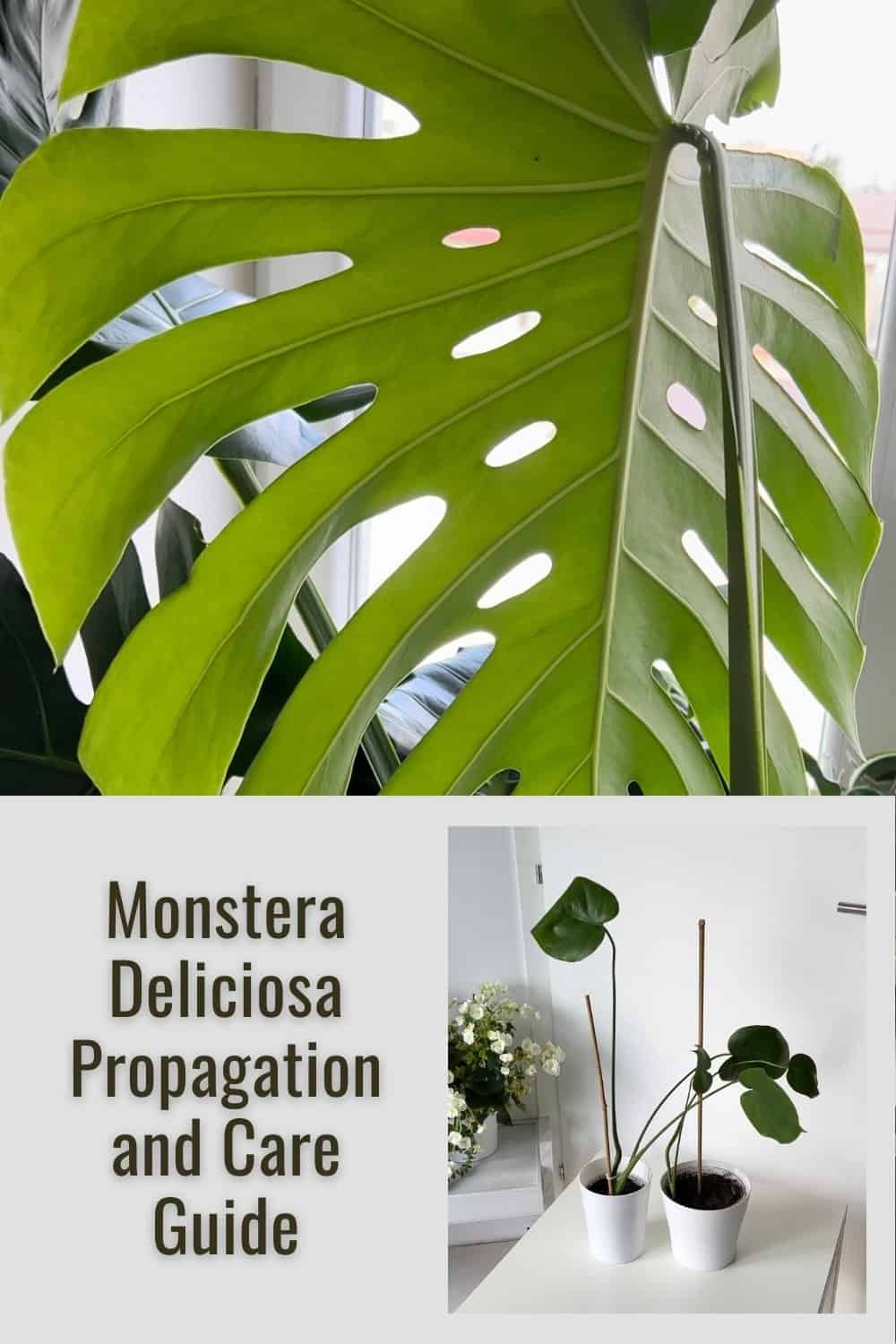 Monstera Deliciosa Propagation and Care: Complete Guide