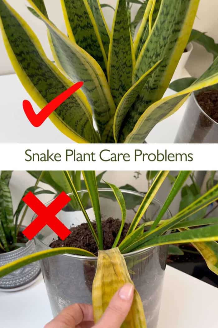 Snake Plant Problems: 5 Common Mistakes to Avoid for Healthy Plants
