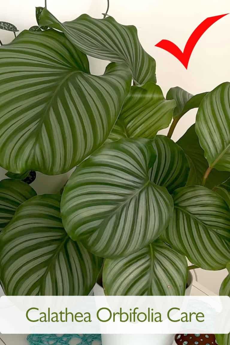 Calathea Orbifolia Care: Expert Tips for Lush, Silver‑Striped Leaves