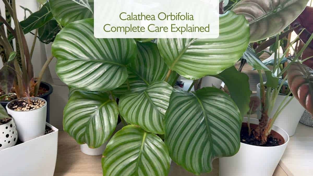 Calathea Orbifolia Care: Expert Tips for Lush, Silver‑Striped Leaves