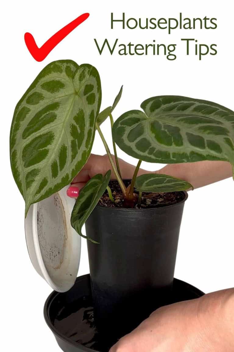 5 Essential Houseplants Watering Tips: Avoid These Common Mistakes