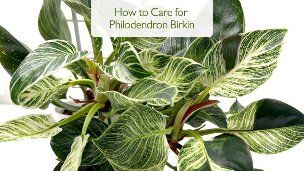 How to Care for Philodendron Birkin? Real Tips for Healthy Growth