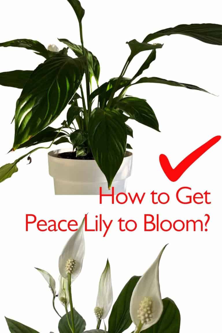 How to Get a Peace Lily to Bloom: 2 Simple Hacks That Work