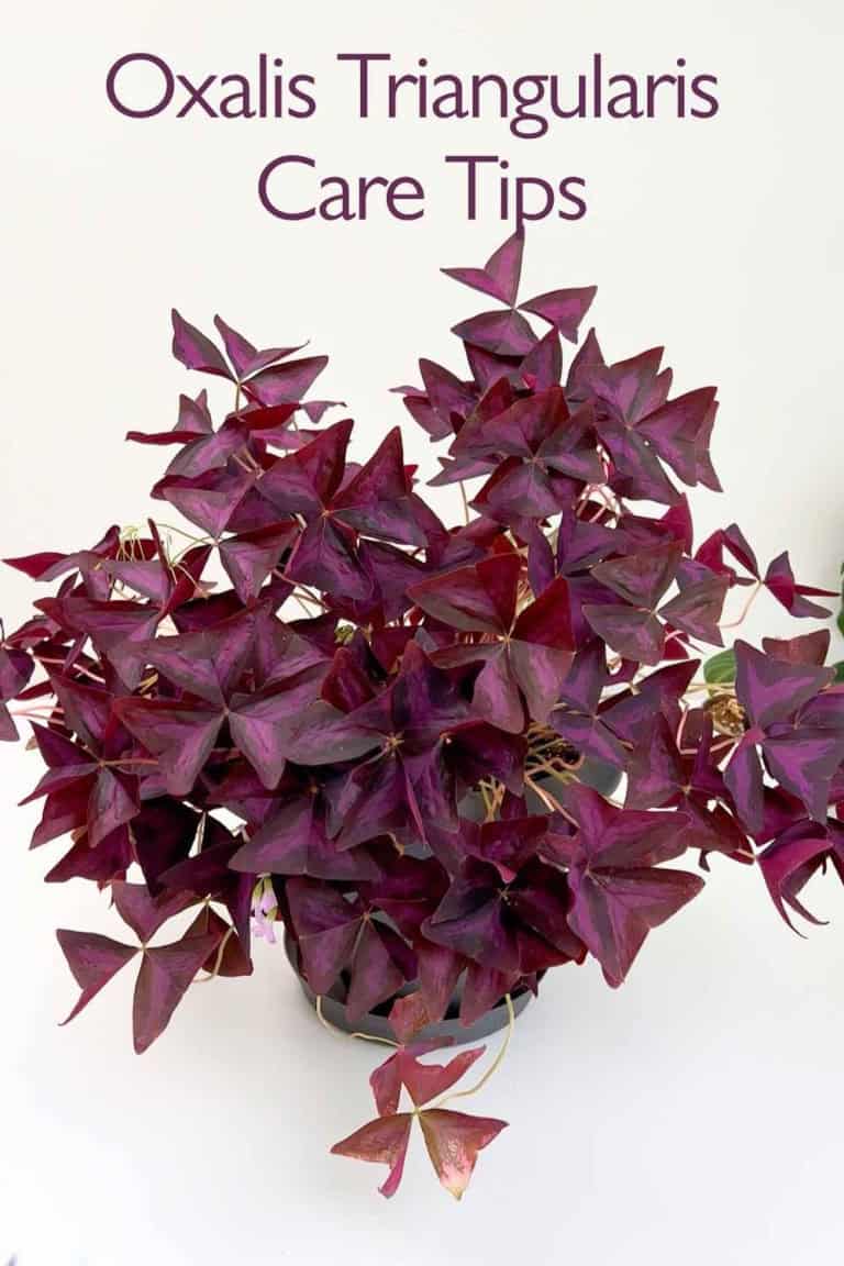 Oxalis Triangularis Care Tips for Vibrant Purple Shamrock