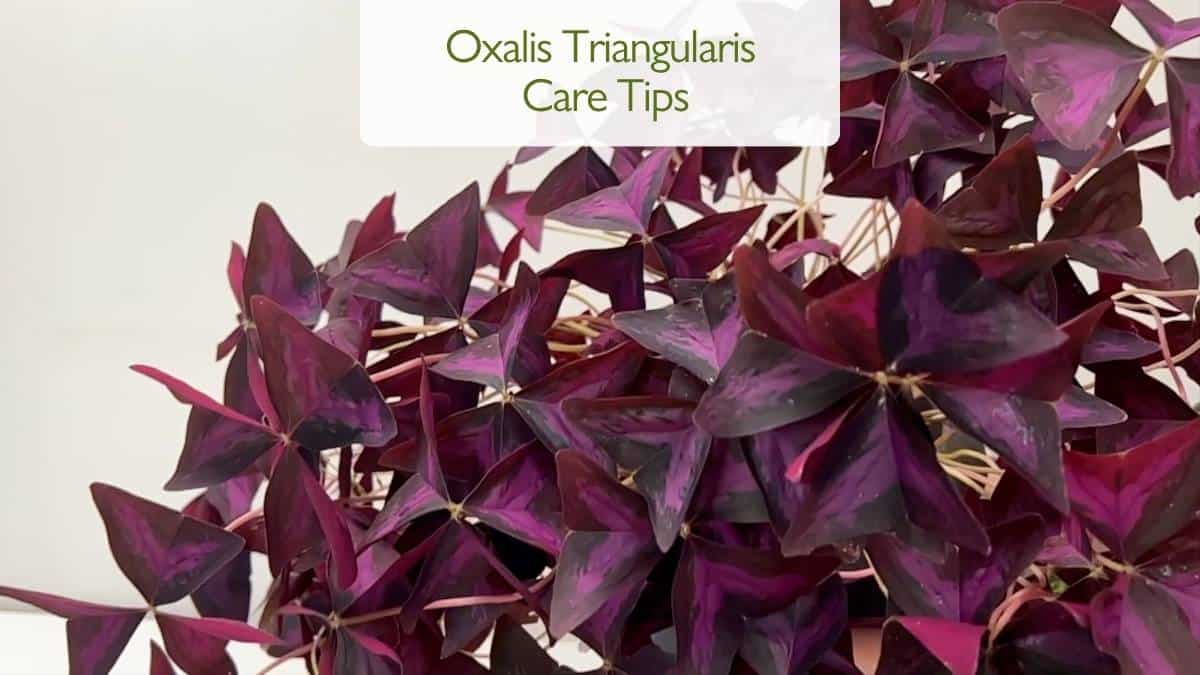 Oxalis Triangularis Care Tips for Vibrant Purple Shamrock