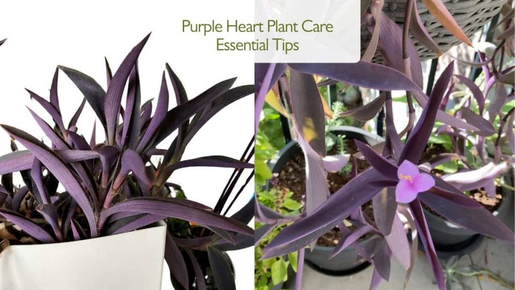 Purple Heart Plant Care: Essential Tips for Tradescantia pallida