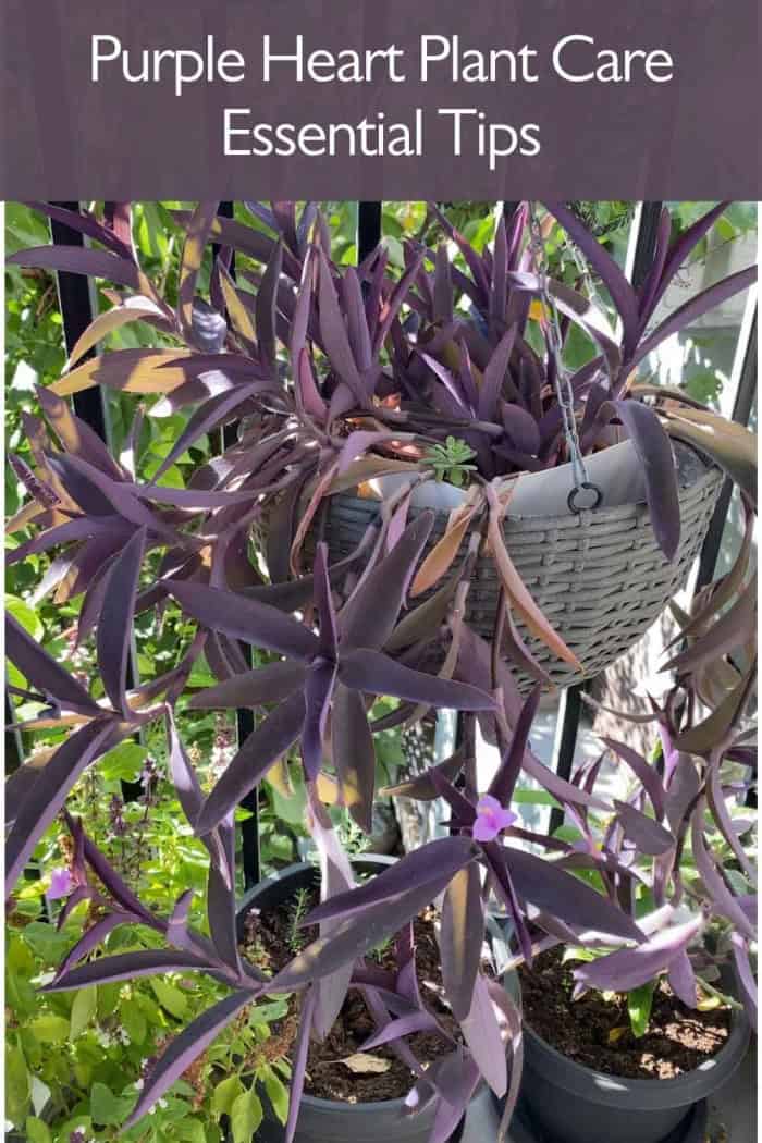 Purple Heart Plant Care: Essential Tips for Tradescantia pallida