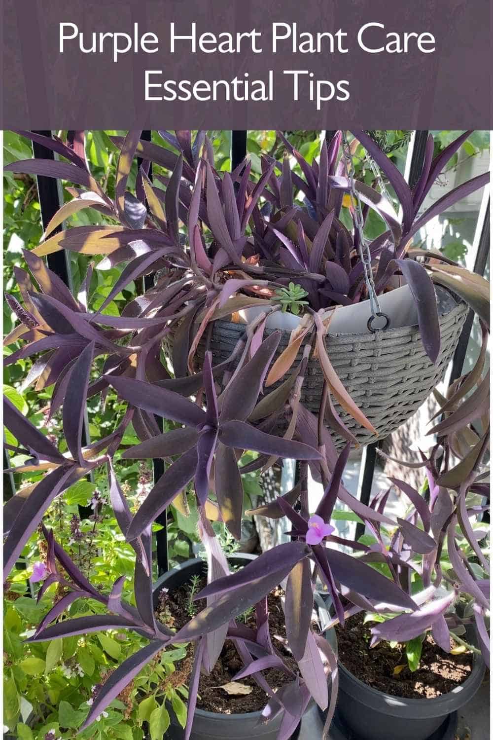 Purple Heart Plant Care: Essential Tips for Tradescantia pallida