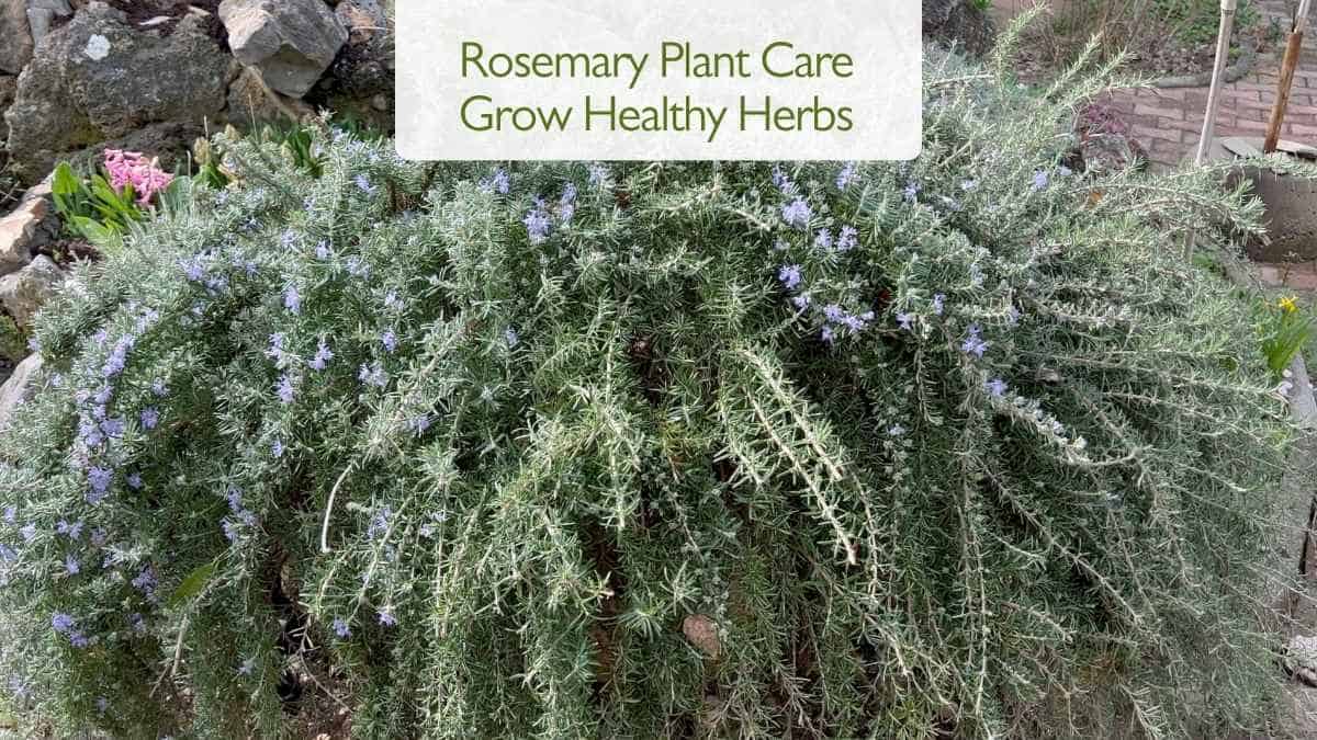 Rosemary Plant Care: The Ultimate Guide to Growing Healthy Herbs