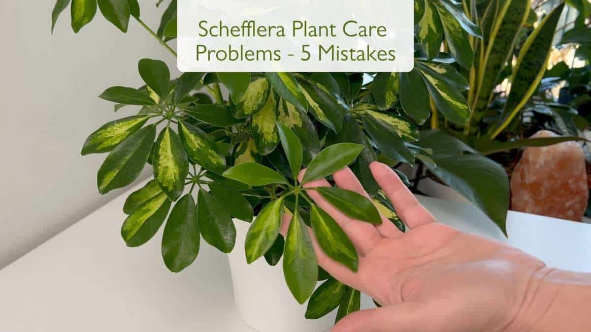 5 Common Schefflera Plant Care Problems and How to Fix Them