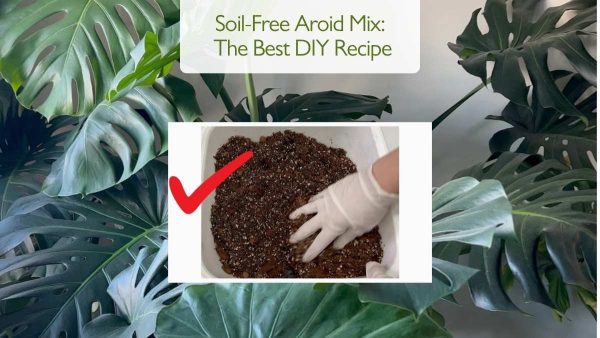 Soil-Free Aroid Potting Mix: The Best DIY Recipe for Healthy Aroid Plants