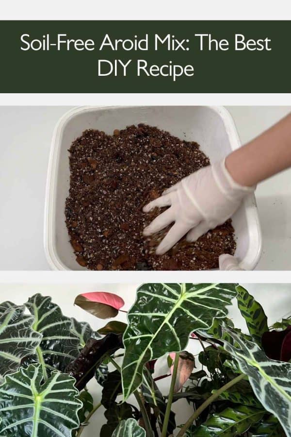 Soil-Free Aroid Potting Mix: The Best DIY Recipe for Healthy Aroid Plants