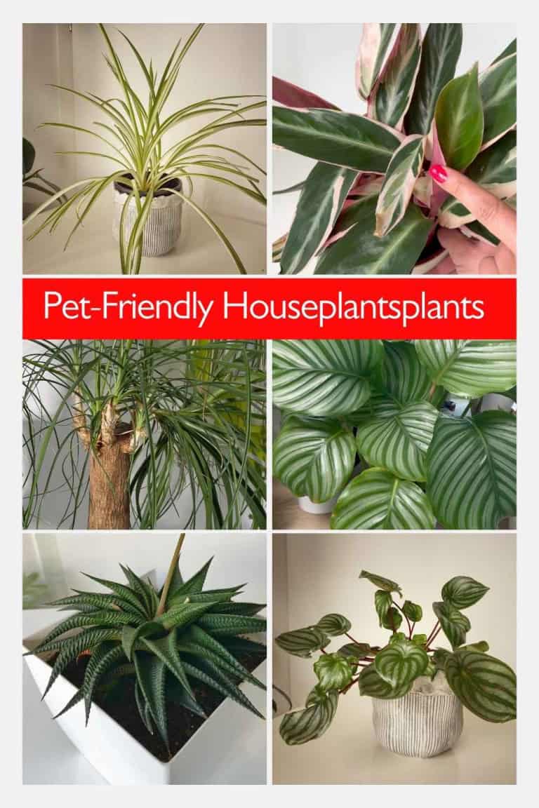 Pet-Friendly Houseplants: Safe Plants for Cats and Dogs