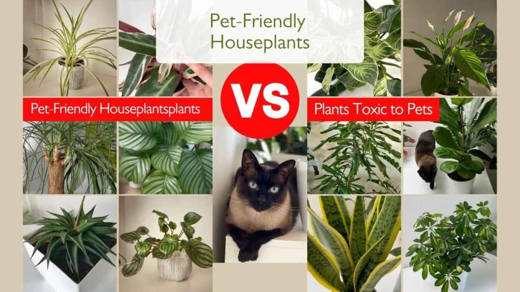 Pet-Friendly Houseplants: Safe Plants for Cats and Dogs