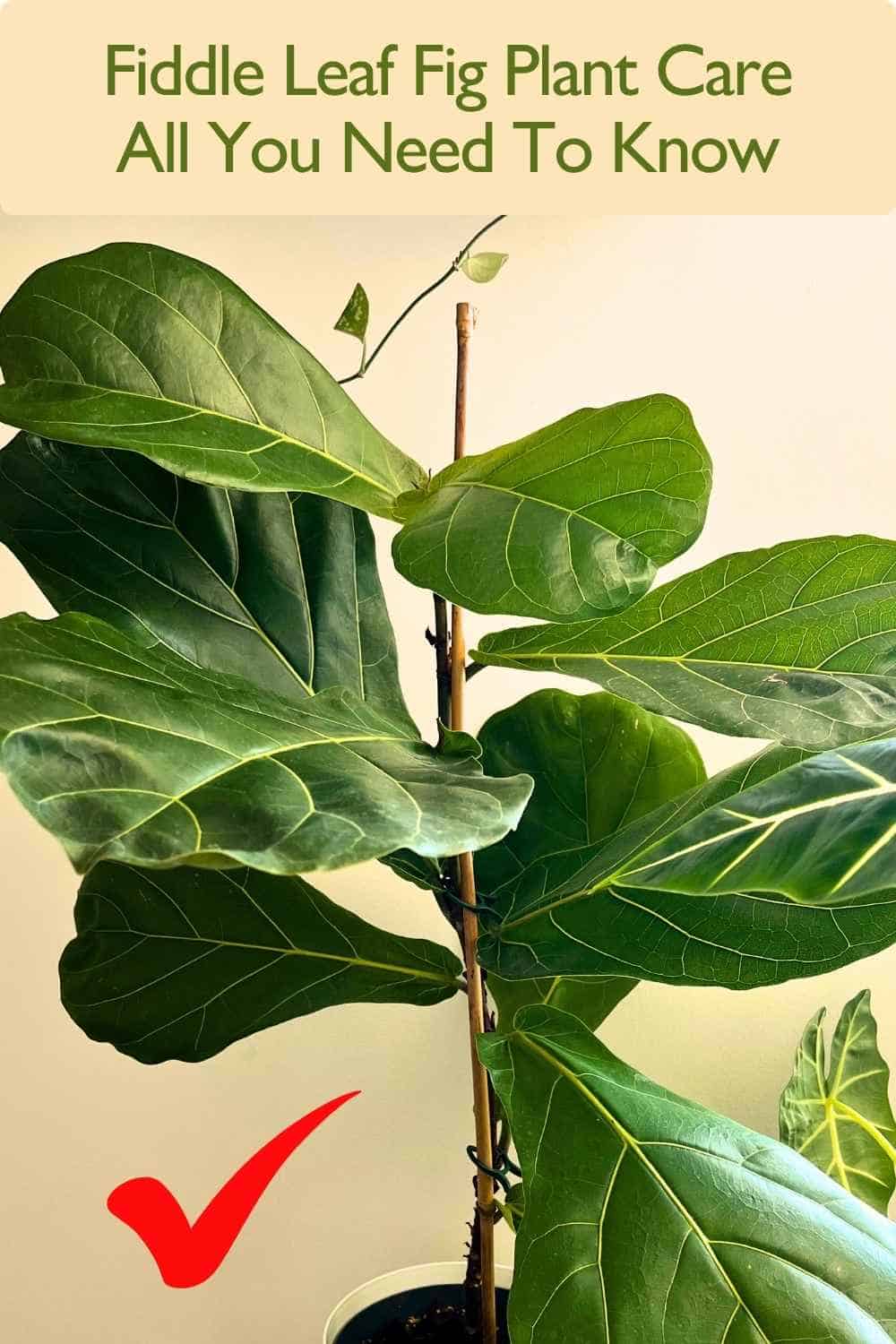 Fiddle Leaf Fig Plant Care: Complete Guide for a Healthy Ficus Lyrata