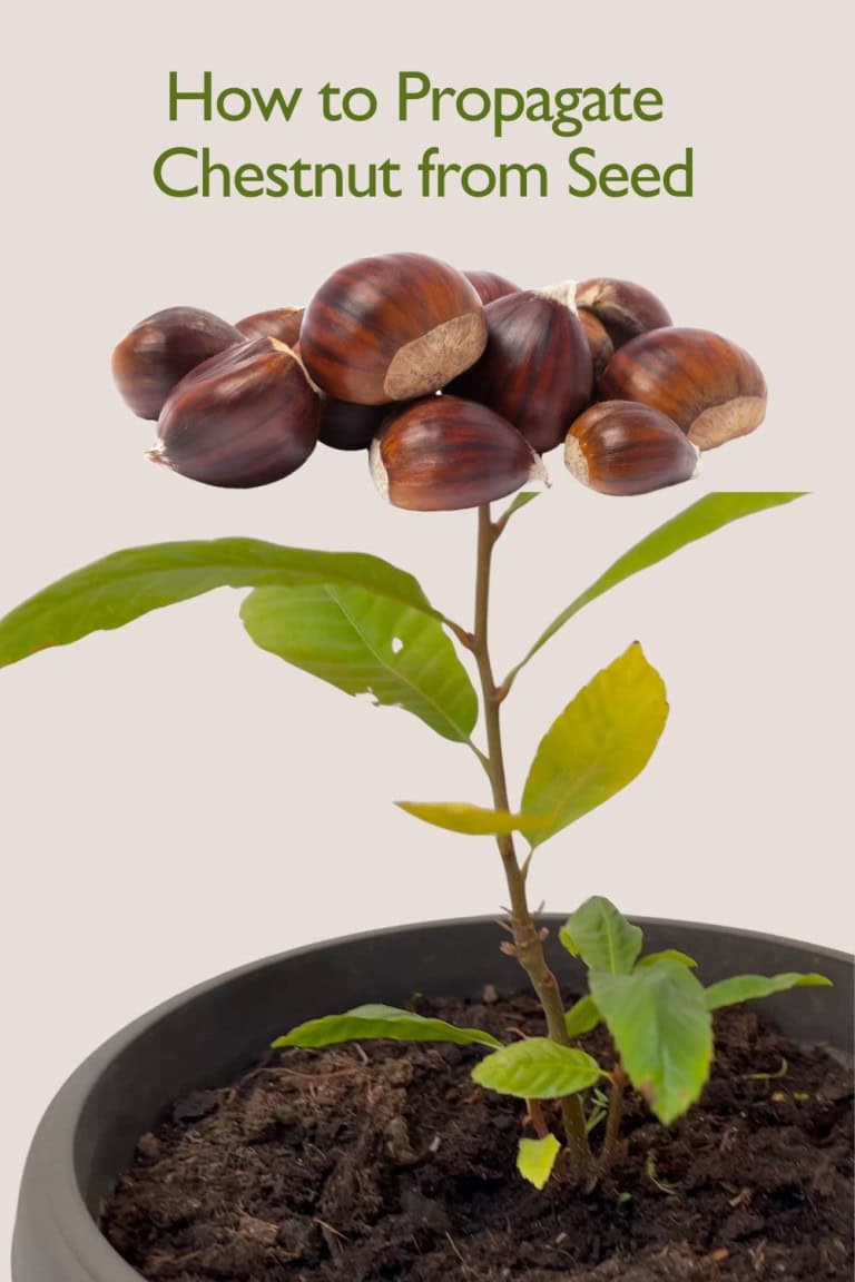 How to Grow a Chestnut Tree from Seed (Step-by-Step Guide)