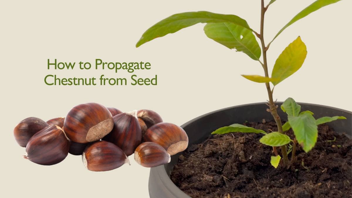 How to Grow a Chestnut Tree from Seed (Step-by-Step Guide)