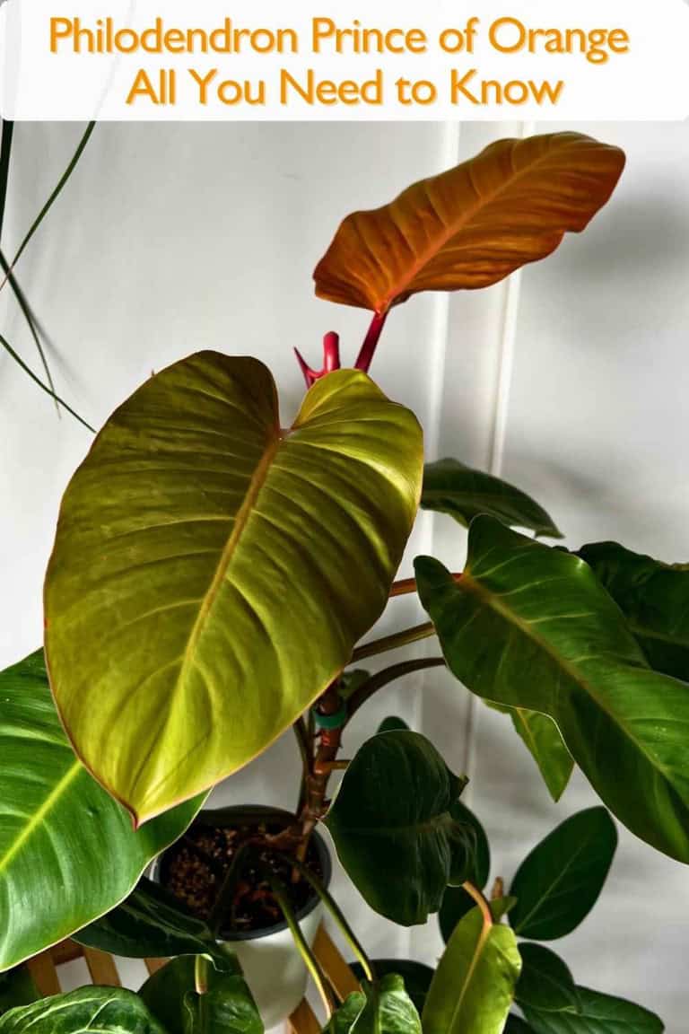 Philodendron Prince of Orange Care: Complete Indoor Plant Guide