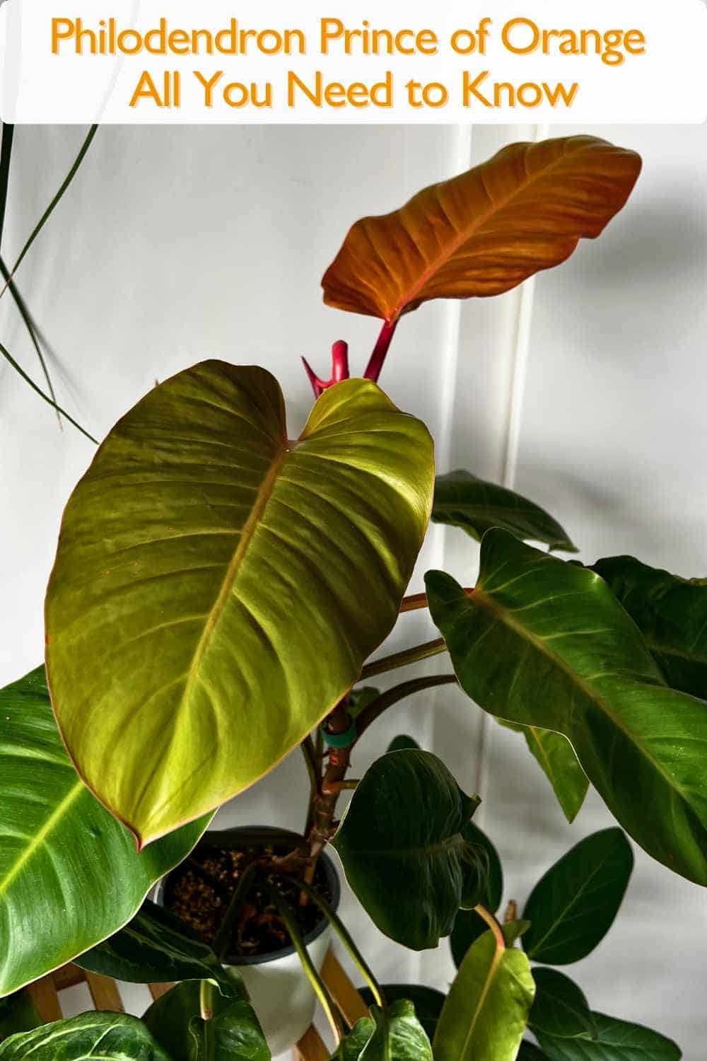 Philodendron Prince of Orange Care: Complete Indoor Plant Guide