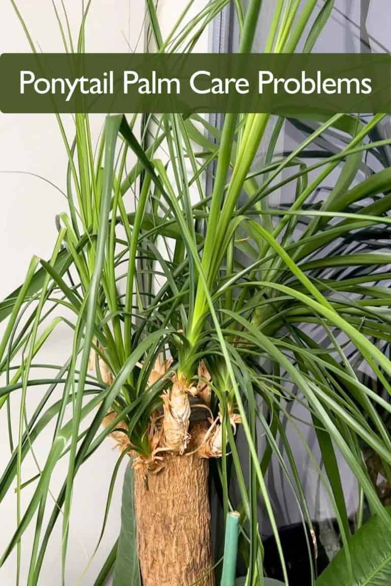 Ponytail Palm Care Problems: 5 Mistakes to Avoid + Solutions
