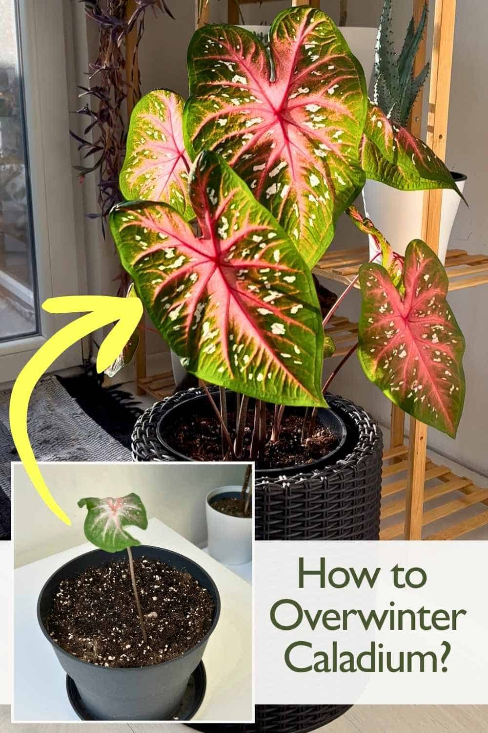 How to Overwinter Caladium: Keep Your Tubers Alive for Next Spring