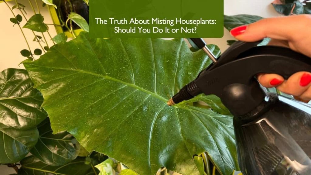 Homemade Leaf Shine Recipe: Make Houseplant Leaves Shine Fast