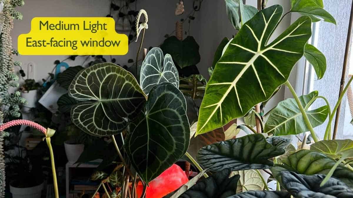Light Requirements for Houseplants: How to Get Perfect Light Indoors