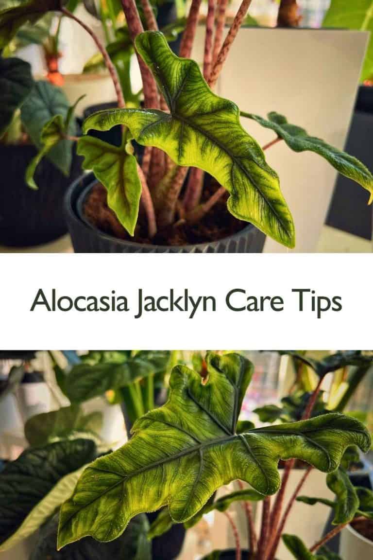 Alocasia Jacklyn Care - Complete Guide for Healthy Growth