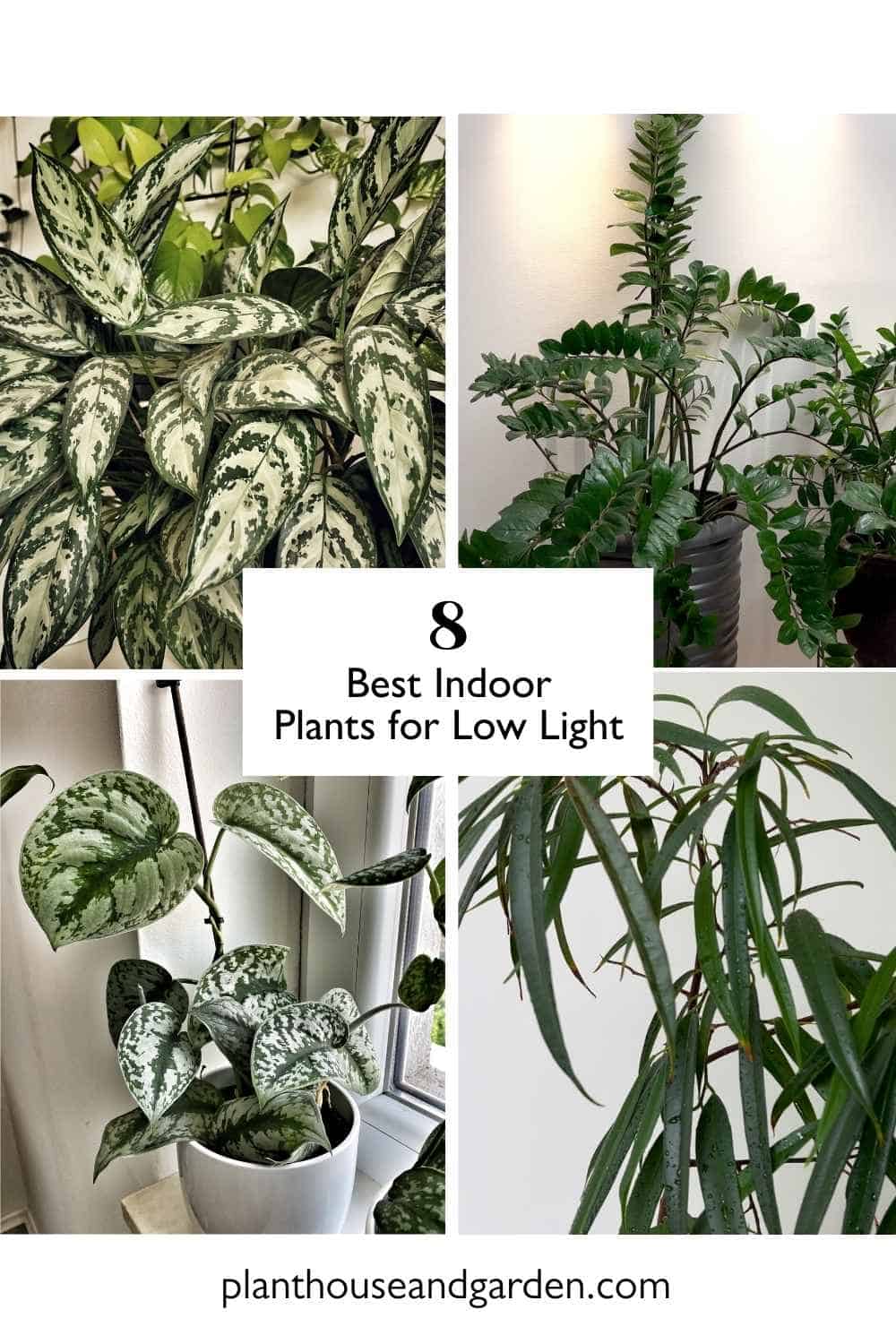 8 Best Indoor Plants for Low Light | Easy Low-Light Houseplants