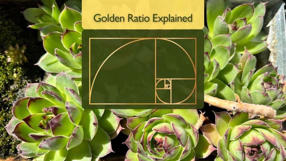 Golden Ratio Explained: The Hidden Pattern Behind Plants & Life